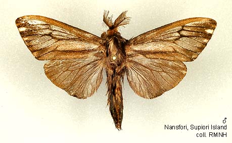 Papua Insects Foundation (Lepidoptera/Psychidae/Eumeta layardii)